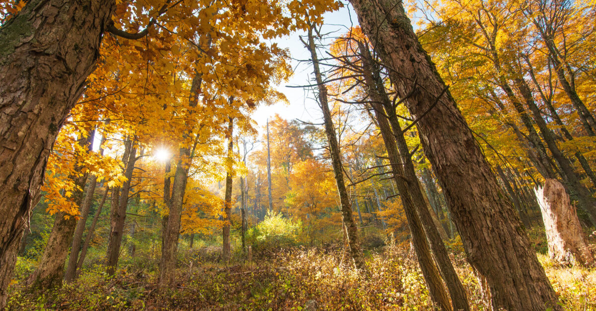 Exploring the Apex of Virginia - Start Healthy